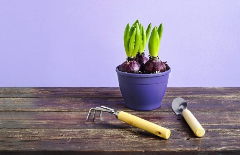 Are Hyacinths Poisonous To Humans And Animals?