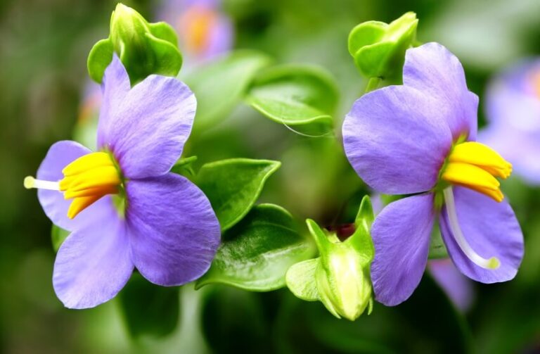 Exacum Affine (Persian Violet) Care & Growing Guide