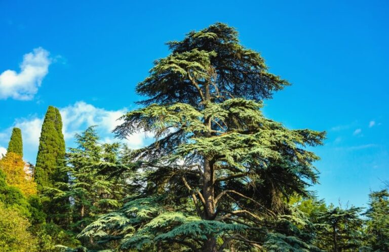 Benefits And Uses Of Cedar Tree