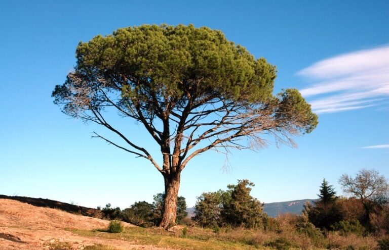 Benefits And Uses Of Pine Trees