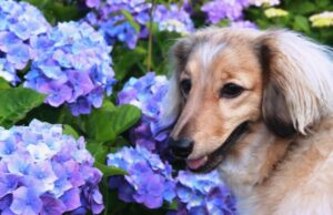 Are Hydrangeas Poisonous To Humans And Animals?