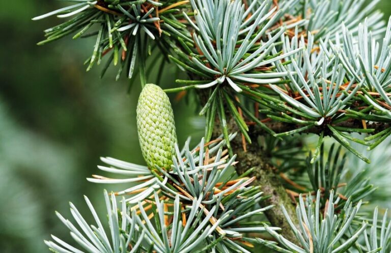 Benefits And Uses Of Cedar Tree