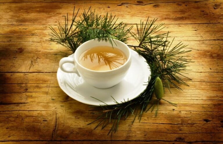 Benefits And Uses Of Pine Trees