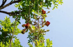 Benefits And Uses Of Kigelia Africana (Sausage) Tree