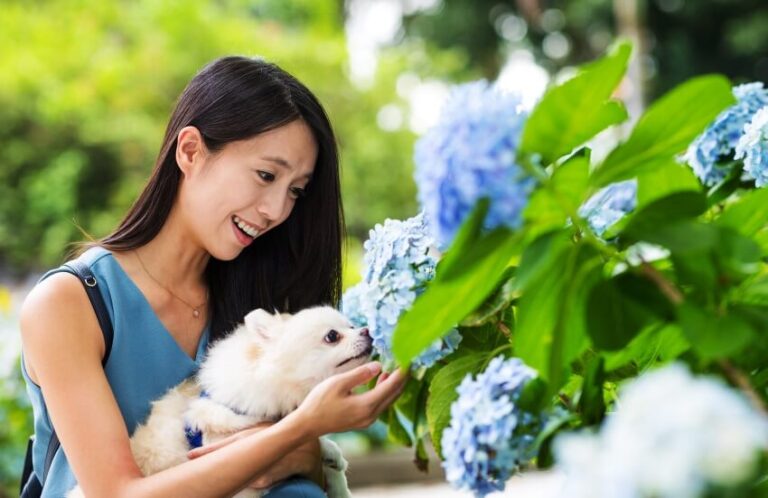Are Hydrangeas Poisonous To Humans And Animals?