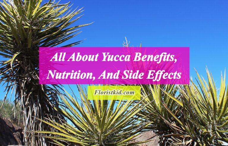 All About Yucca Benefits, Nutrition, And Side Effects