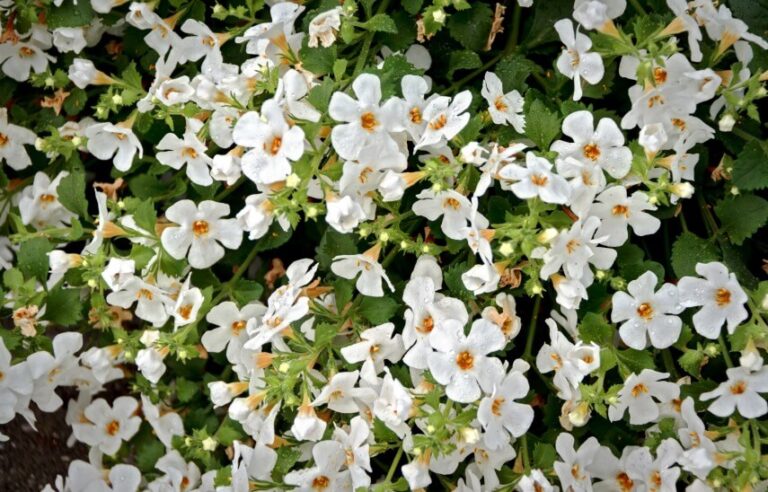 Bacopa Monnieri Benefits, Nutrition, And Side Effects