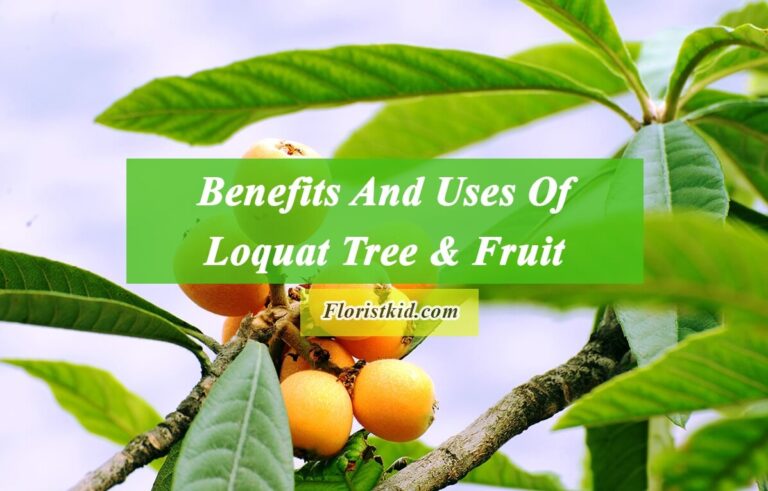 Uses And Benefits Of Loquat Tree & Fruit