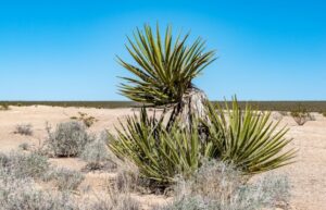 All About Yucca Benefits, Nutrition, And Side Effects
