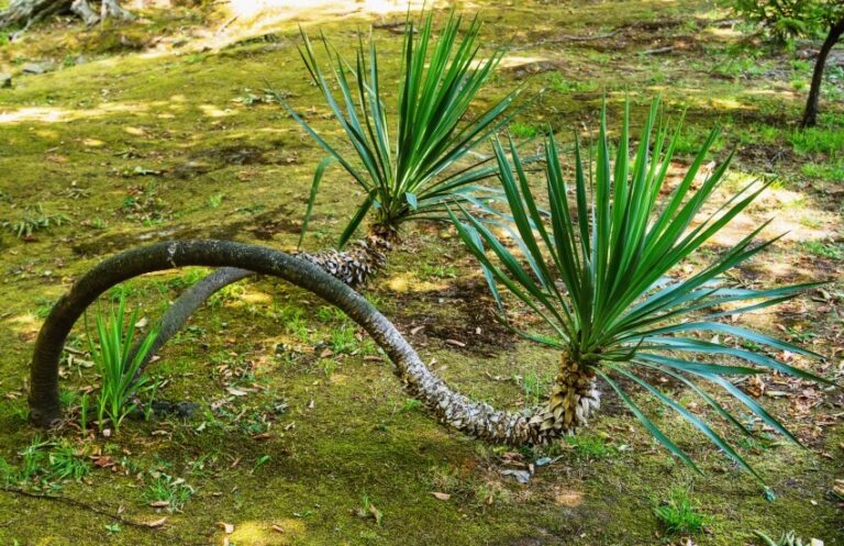 All About Yucca Benefits, Nutrition, And Side Effects