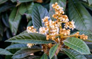 Uses And Benefits Of Loquat Tree & Fruit