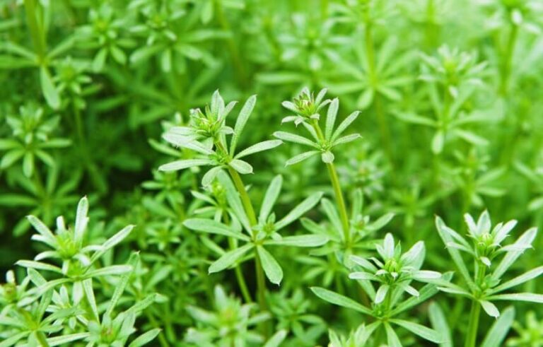 Health Benefits Of Cleavers (+Nutrition & Side Effects)