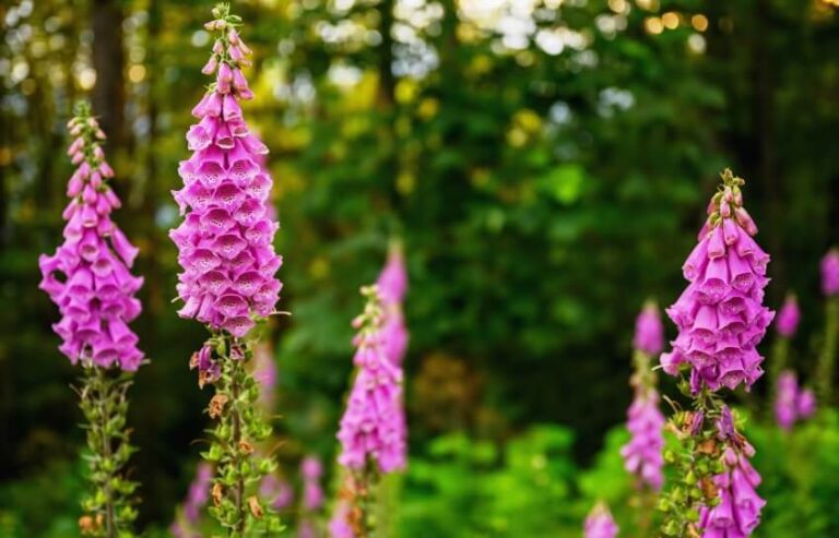 Are Foxgloves Poisonous To Humans And Animals?
