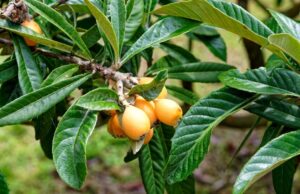 Uses And Benefits Of Loquat Tree & Fruit
