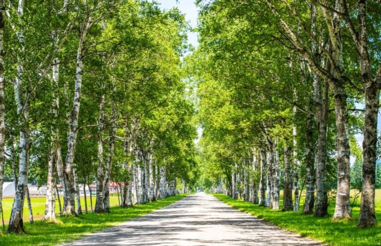 Benefits And Uses Of Birch Tree