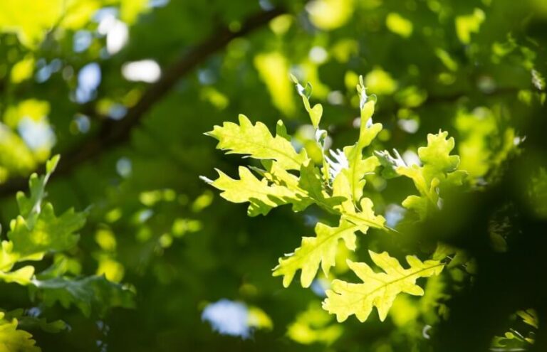 Benefits And Uses Of Oak Tree