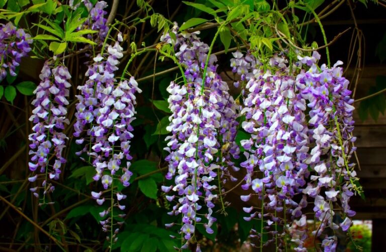 Is Wisteria Poisonous To Humans And Animals?