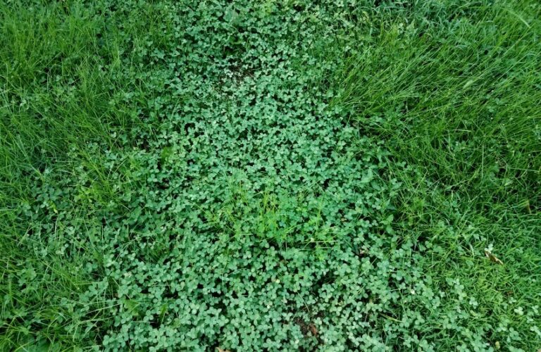 All About Micro Clover Lawn: Benefits and Growing Insights