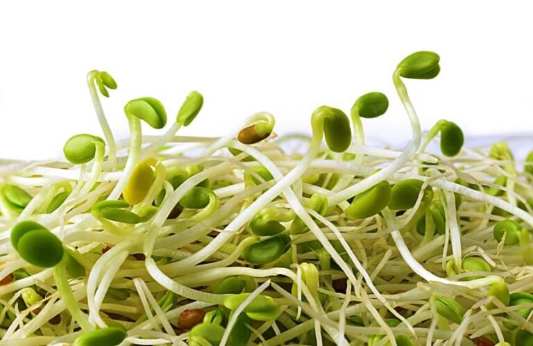 Nutritional Gems: Exploring Clover Sprouts Benefits