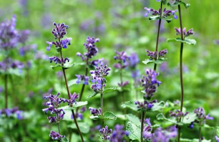 How To Grow Catnip: Indoor Gardening For Cat’s Pleasure