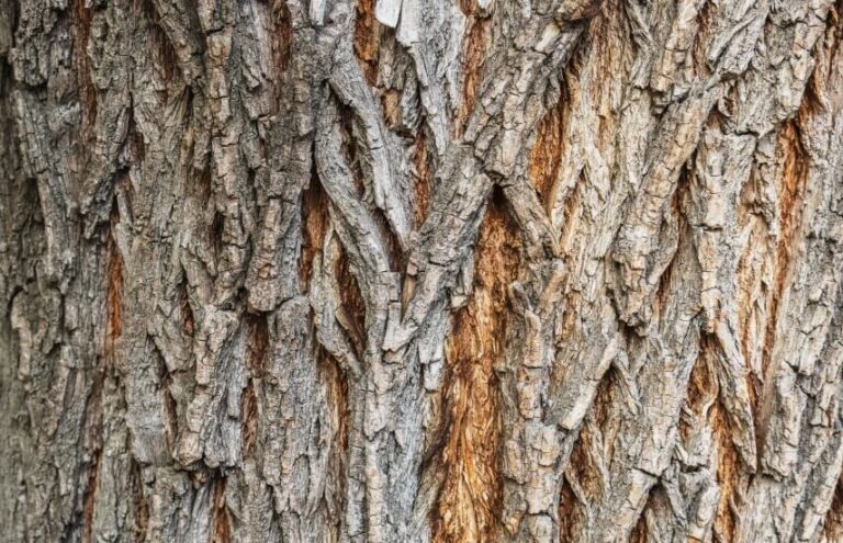 All About Willow Tree Uses And Willow Bark Benefits