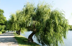 All About Willow Tree Uses And Willow Bark Benefits