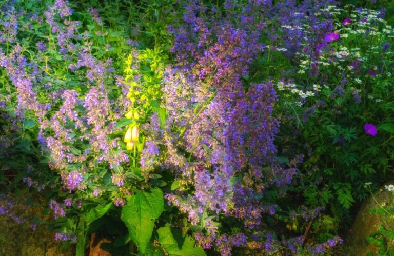 Catnip Benefits For Humans And Pets (+ Side-Effects)