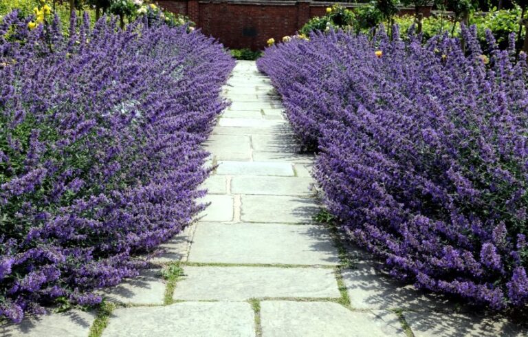 How To Grow Catnip: Indoor Gardening For Cat’s Pleasure