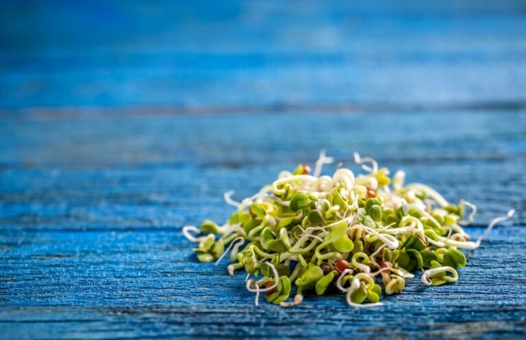 Nutritional Gems: Exploring Radish Sprouts Benefits