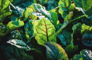 Beetroot Leaf Benefits, Nutrition, And Side-Effects