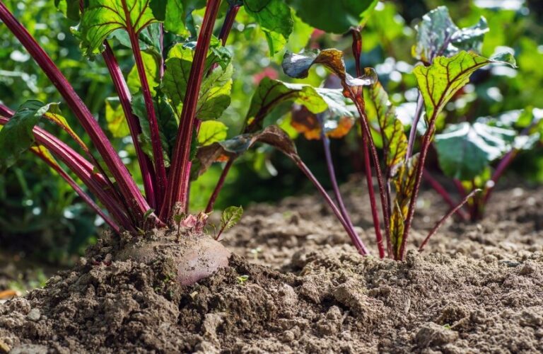 Beetroot Leaf Benefits, Nutrition, And Side-Effects