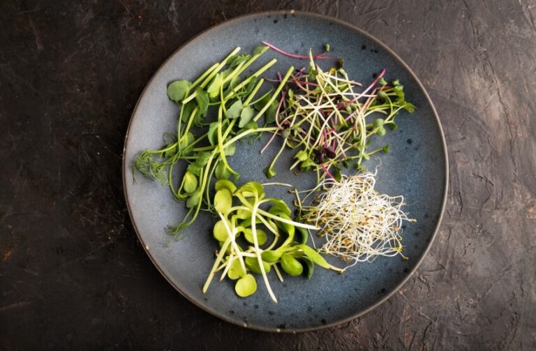 Microgreens Vs. Sprouts: What Are The Differences?