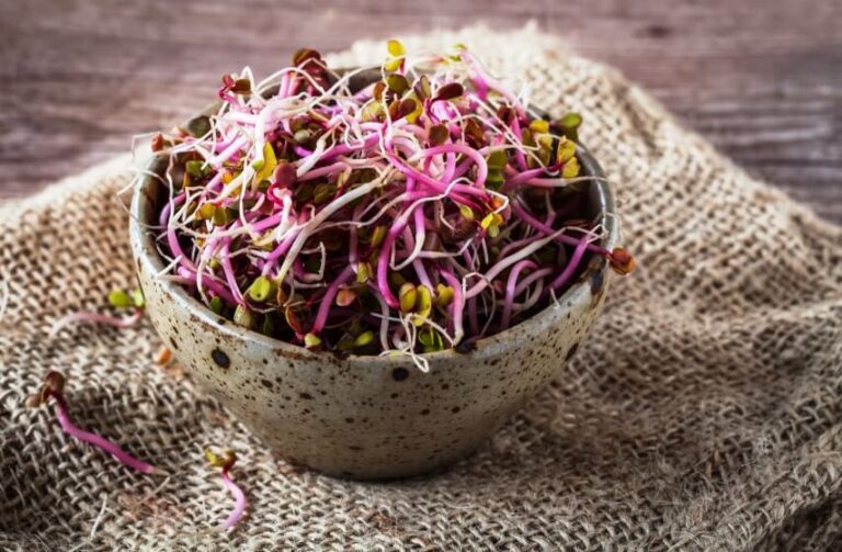 Microgreens Vs. Sprouts: What Are The Differences?