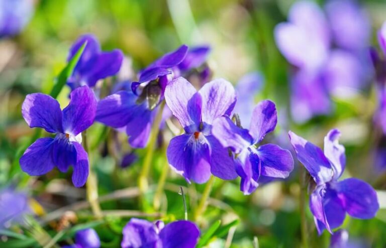 Health Benefits Of Violets (+Nutrition & Side Effects)
