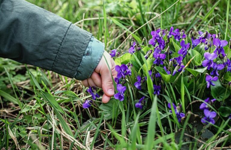 Health Benefits Of Violets (+Nutrition & Side Effects)
