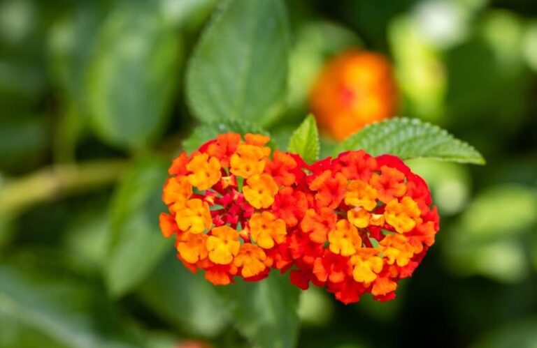Is Lantana Poisonous To Humans And Animals?