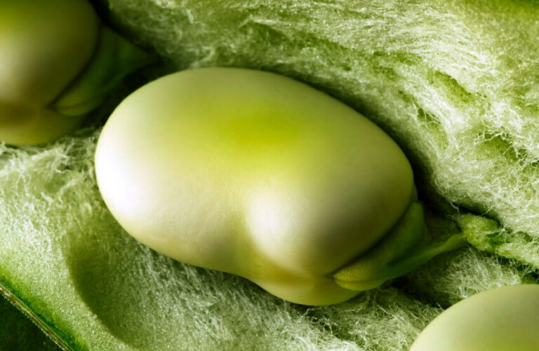 Fava Beans (Broad Beans) Benefits, Nutrition, And Side-Effects