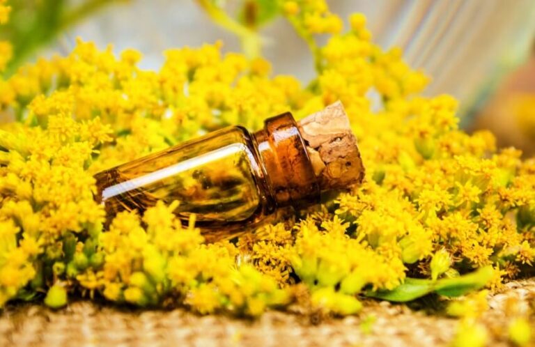 Goldenrod Benefits, Nutrition, And Side-Effects
